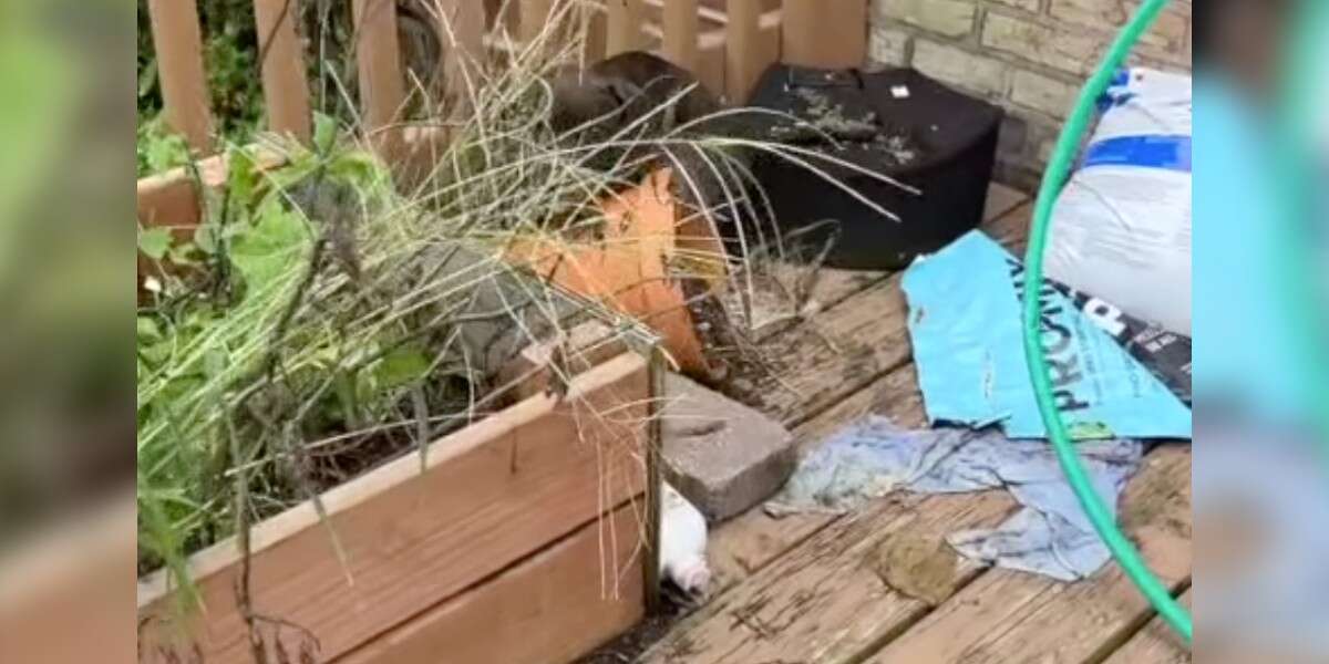 Woman Finds Porch Ransacked By Culprit Hidden In Plain Sight - The Dodo