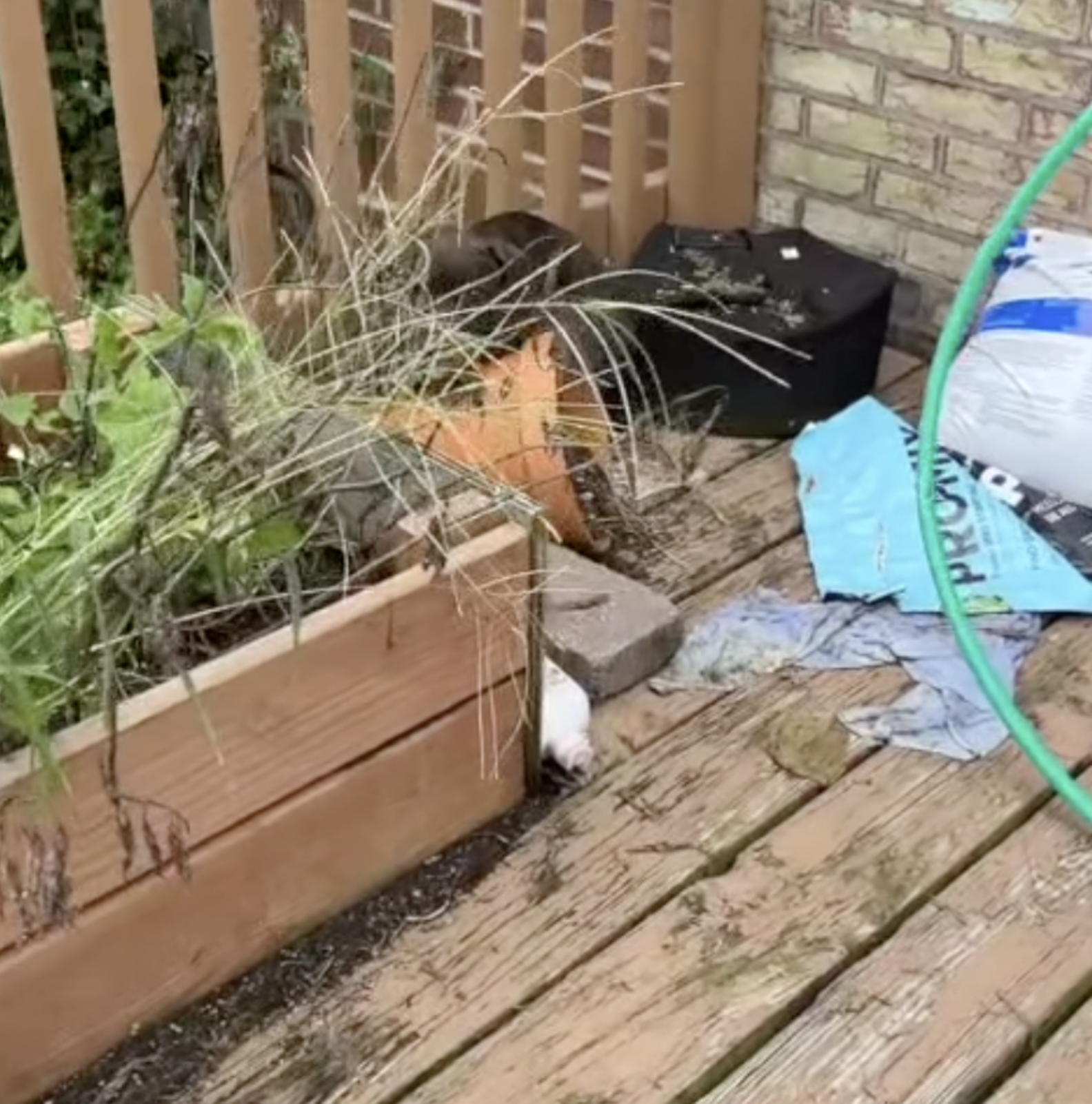 Woman Finds Porch Ransacked By Culprit Hidden In Plain Sight - The Dodo