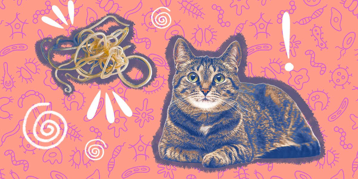Worms In Cats What To Know About Causes Symptoms Treatment And More Dodowell The Dodo