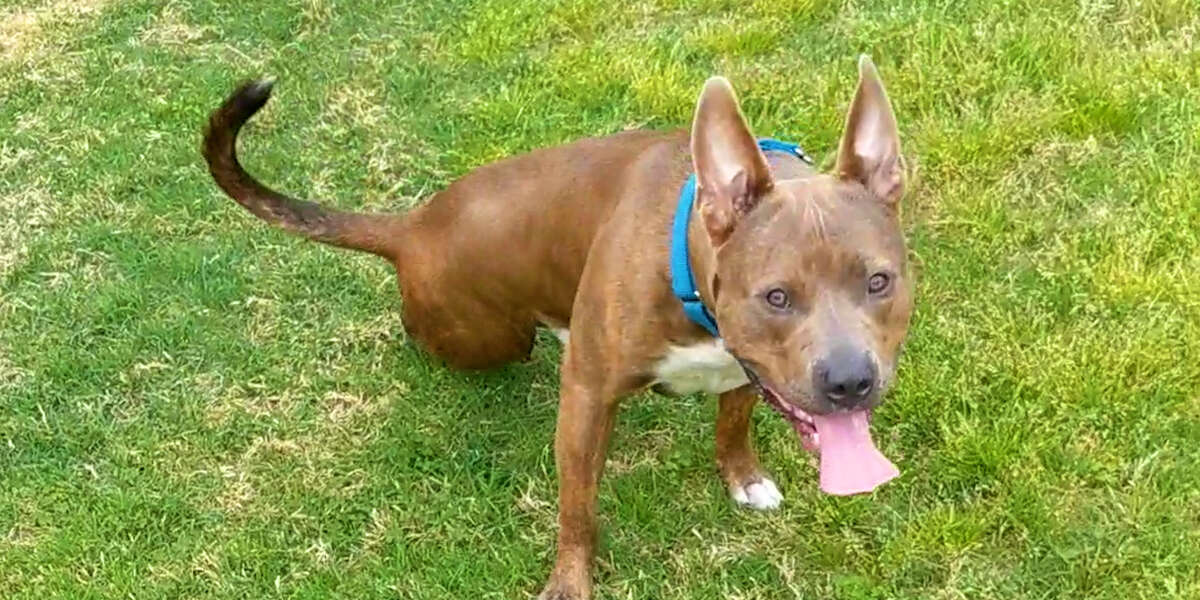 Pittie Puppy Who Wasn’t Supposed To Walk Again Does The Impossible ...