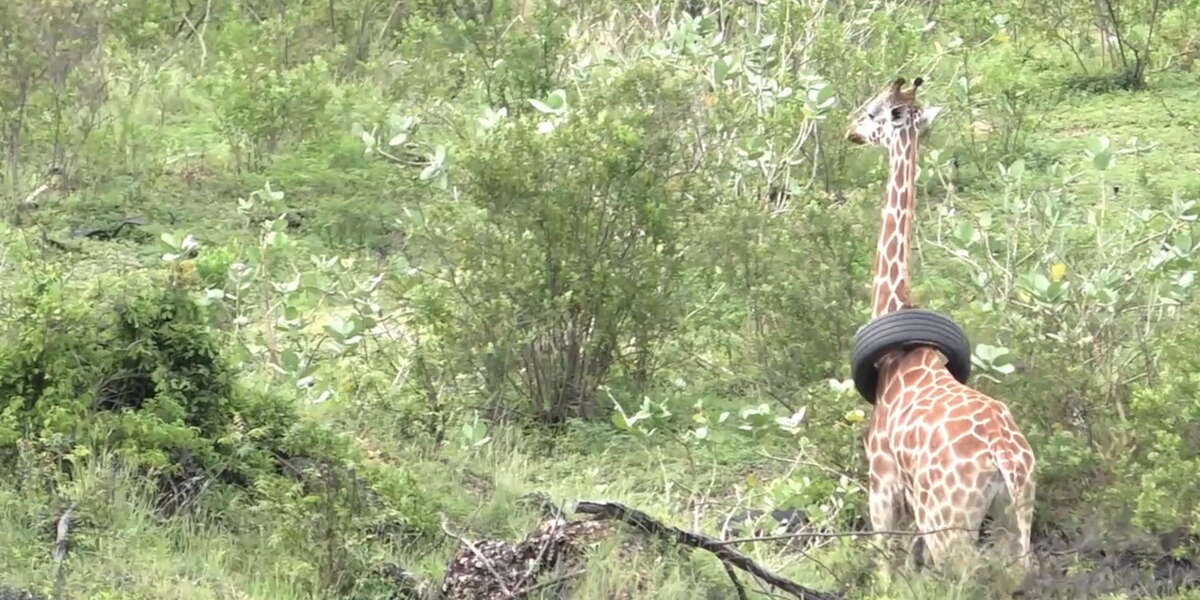 Giraffe With Tire Around Her Neck Needs Help - Videos - The Dodo
