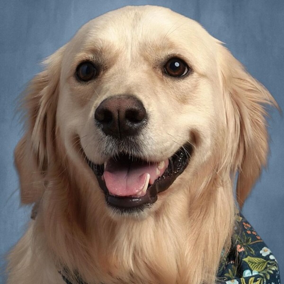 School Therapy Dog Gets Her Own Yearbook Photo, And Makes History - The ...