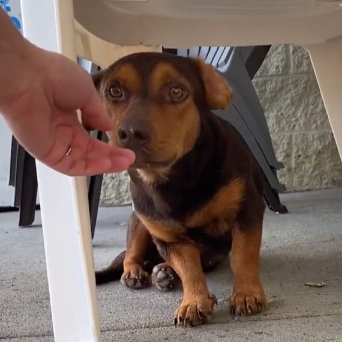 Little Dog Waits Outside Dollar Store For 3 Weeks Hoping Someone Will ...