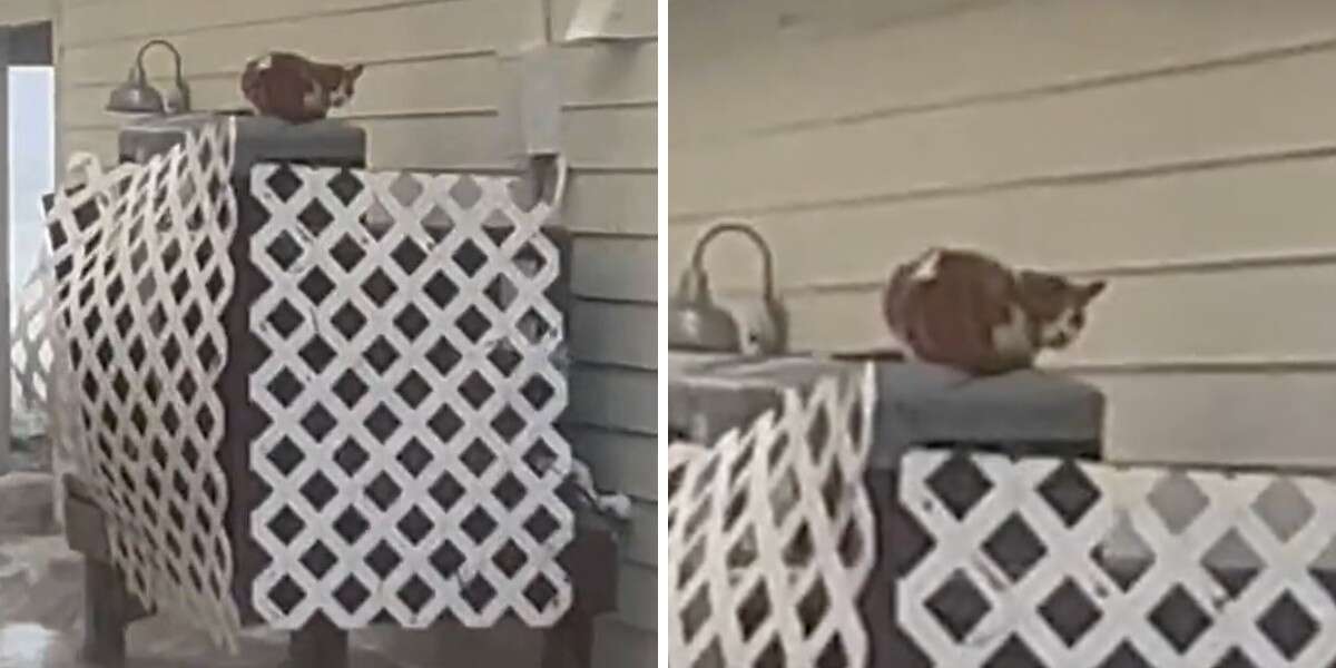 Cat Trapped Outside During Hurricane Ian Begs For Someone To Save Him ...