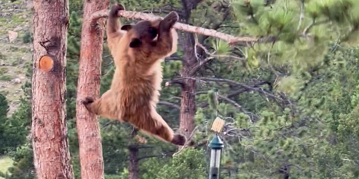 Acrobatic Mama Bear Climbs Tree To Get A Snack for Her Babies - Videos ...