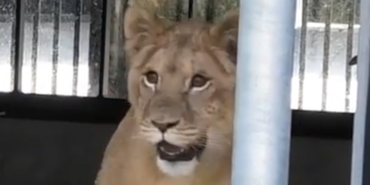 Watch These Ukrainian Rescued Lions Taking Their First Steps To Freedom ...