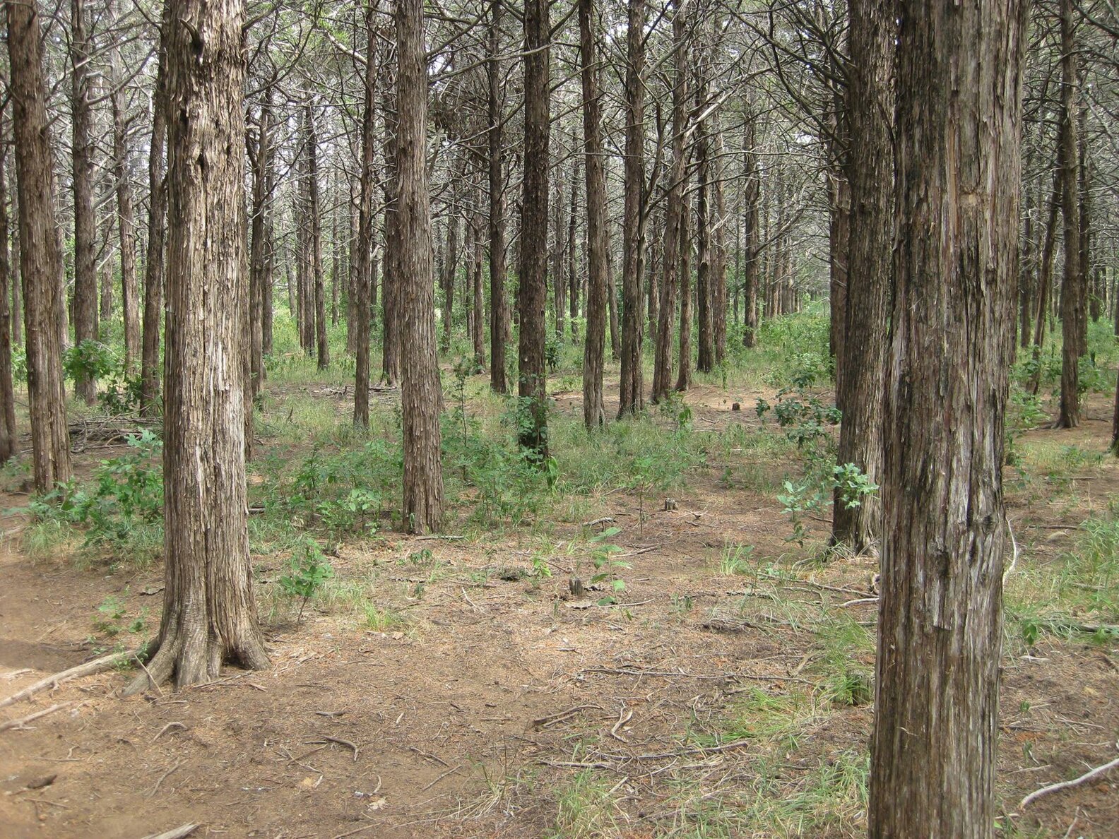 Visit the Creepy, Haunted Parallel Forest in Oklahoma - Thrillist