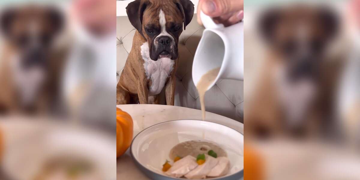 Dogue, A New San Francisco Restaurant, Offers Tasting Menu Exclusively ...