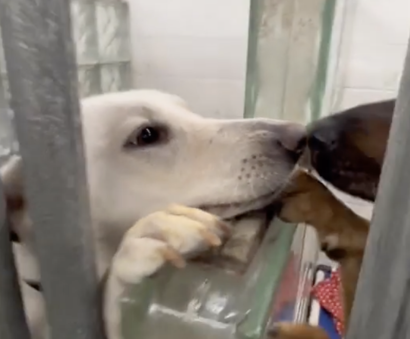 Shelter Dogs Comfort Each Other By Touching Noses Over Their Kennels ...