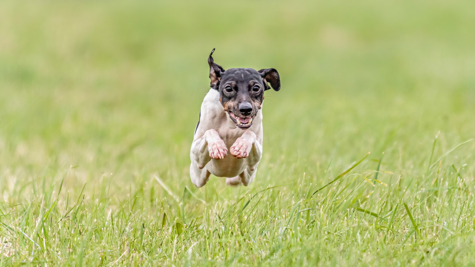Japanese Dog Breeds: What To Know About Japan’s 10 Unique Types Of Dogs ...