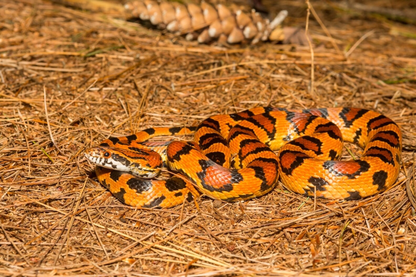 Pet Snake: How To Decide On The Best Type To Adopt - DodoWell - The Dodo