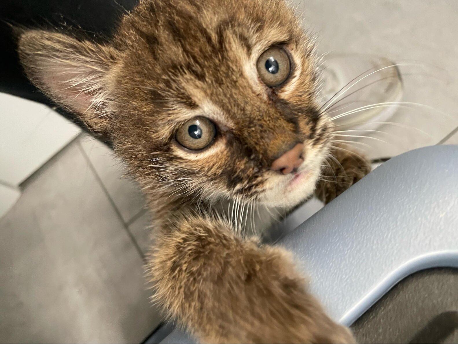 Caring Cat Steps In To Raise An Orphaned Baby Bobcat - The Dodo