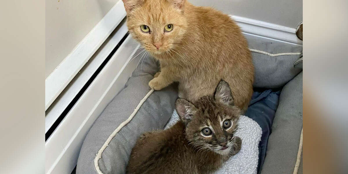 Caring Cat Steps In To Raise An Orphaned Baby Bobcat - The Dodo