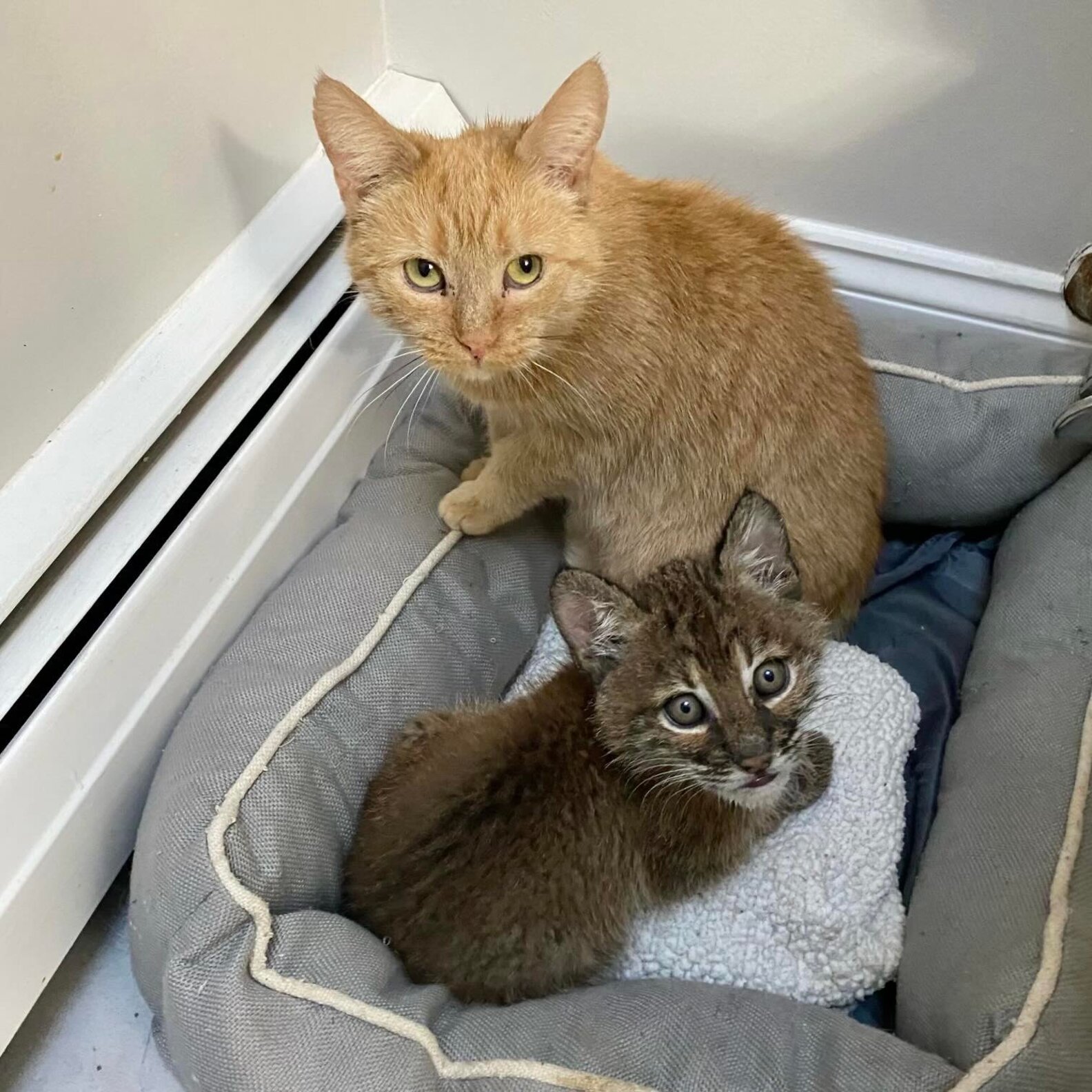 Caring Cat Steps In To Raise An Orphaned Baby Bobcat - The Dodo