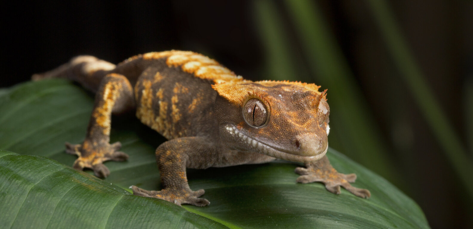 Geckos As Pets: What You Should Know Before Adopting One - DodoWell ...