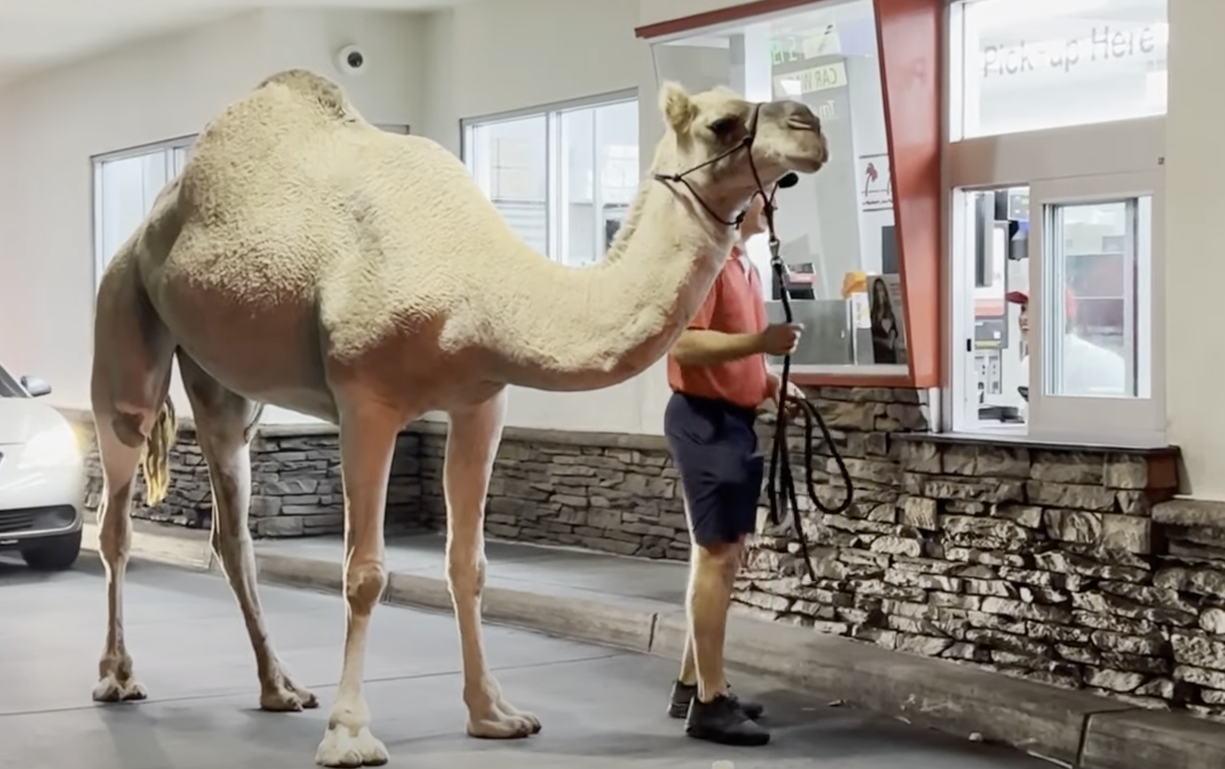 Geico Camel Face