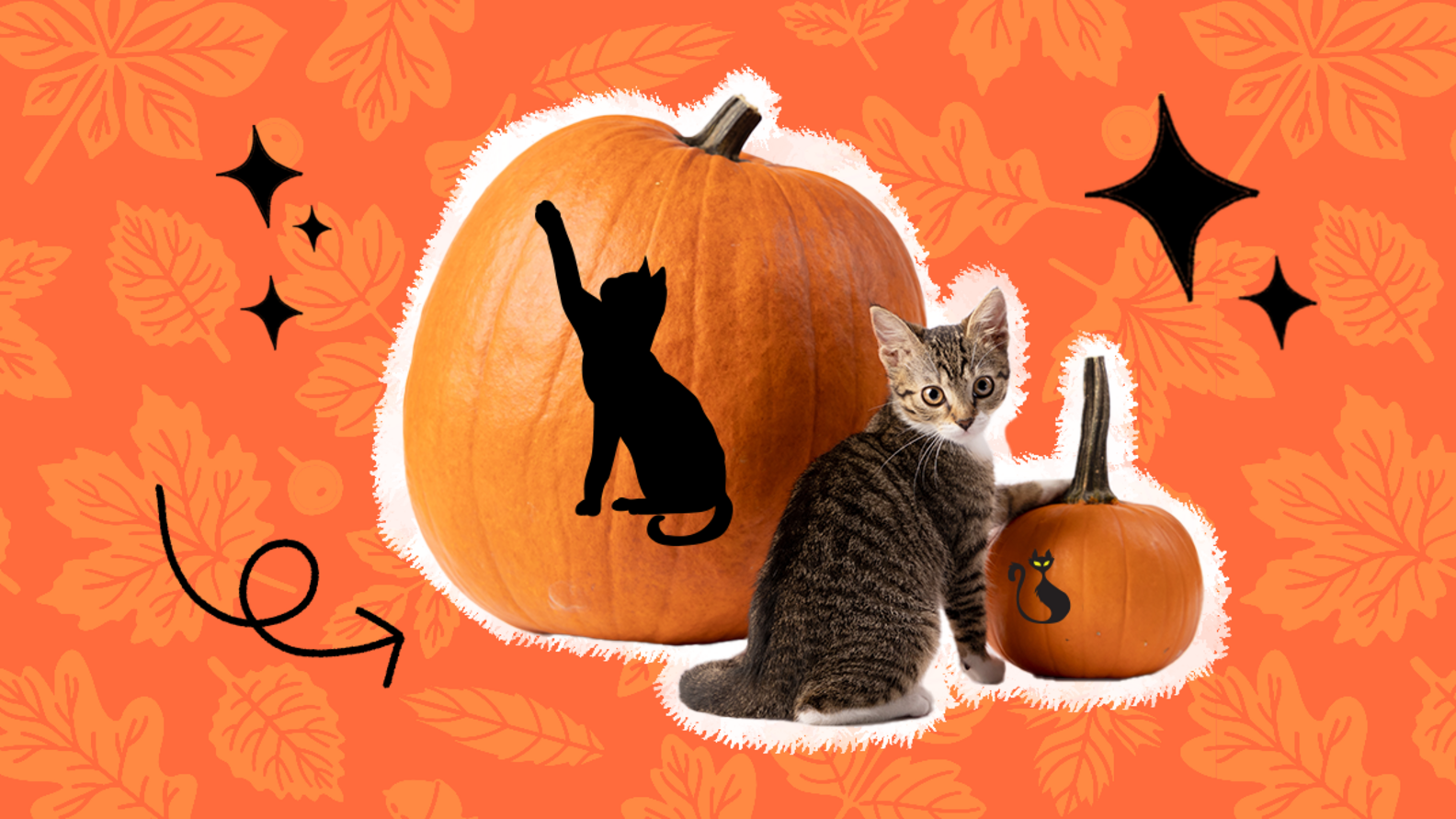 Cat Pumpkin Carving: 6 Spooky Designs You Can Carve On Your Halloween ...