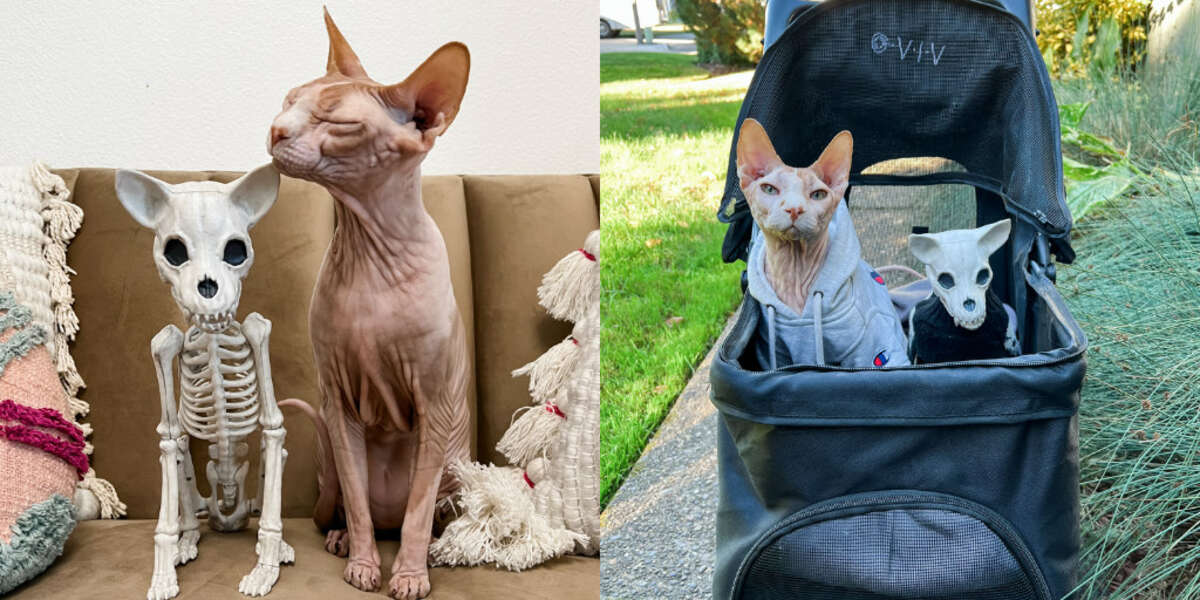 Cat Meets Unlikely Friend And Falls In Love - The Dodo