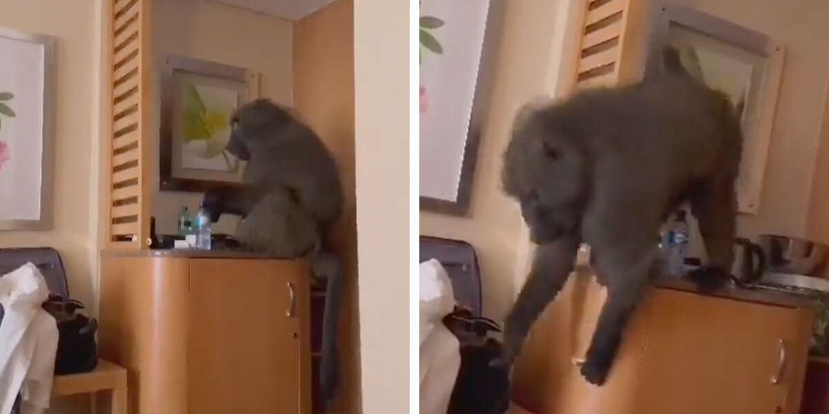Woman Wakes Up To Find A Baboon Casually Hanging Out In Her Room - The Dodo