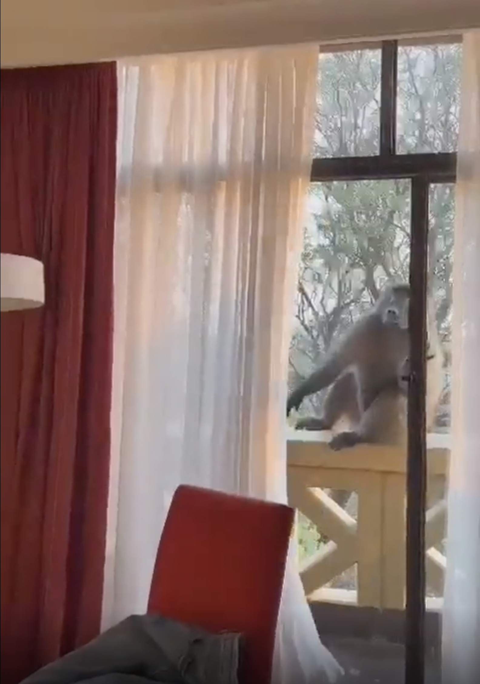 Woman Wakes Up To Find A Baboon Casually Hanging Out In Her Room - The Dodo