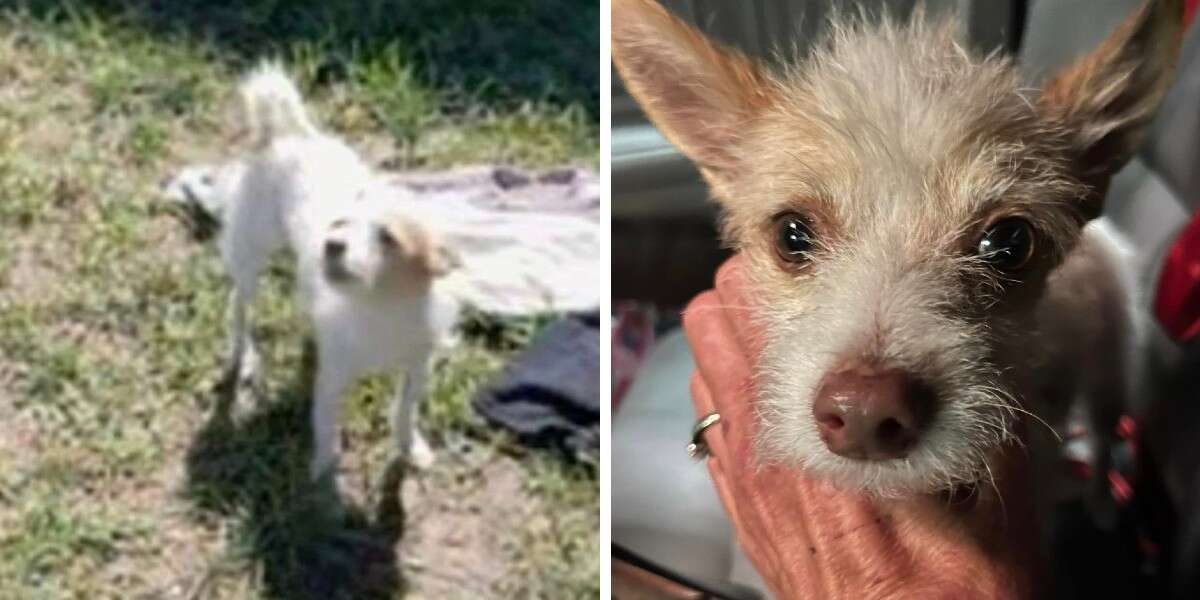 Tiny Stray Dog Begs A Stranger For Food And Gets A New Life Instead ...