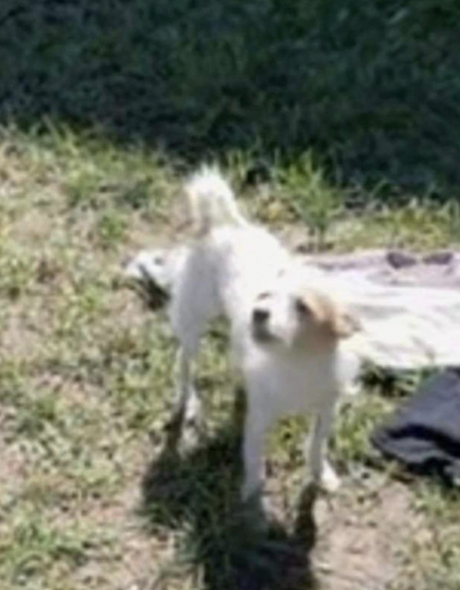 Tiny Stray Dog Begs A Stranger For Food And Gets A New Life Instead ...