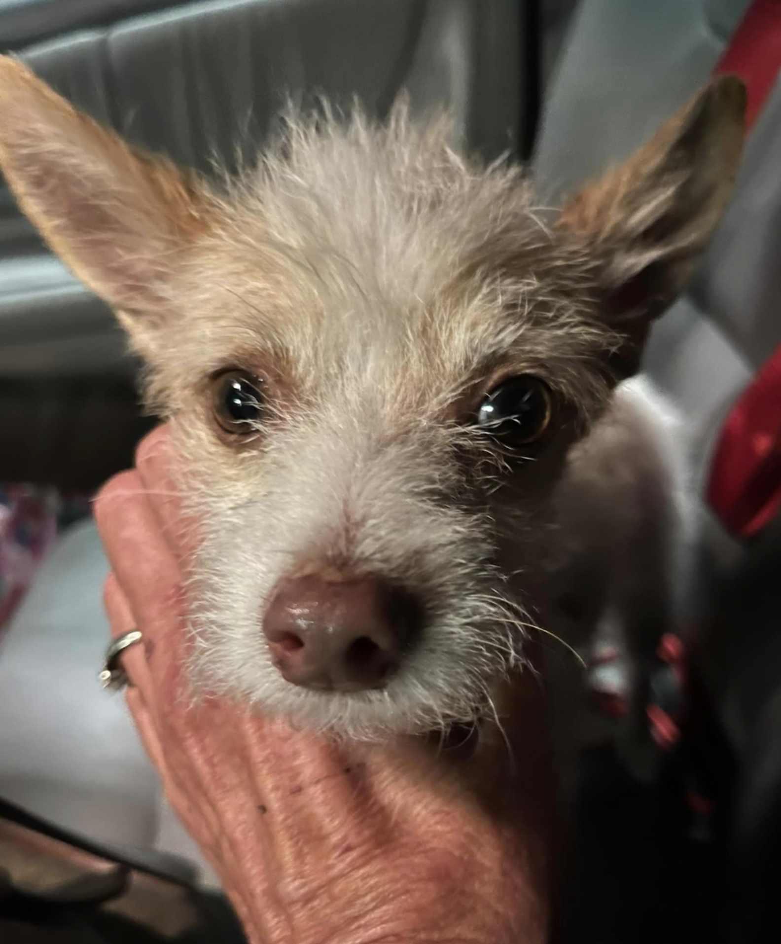 Tiny Stray Dog Begs A Stranger For Food And Gets A New Life Instead ...