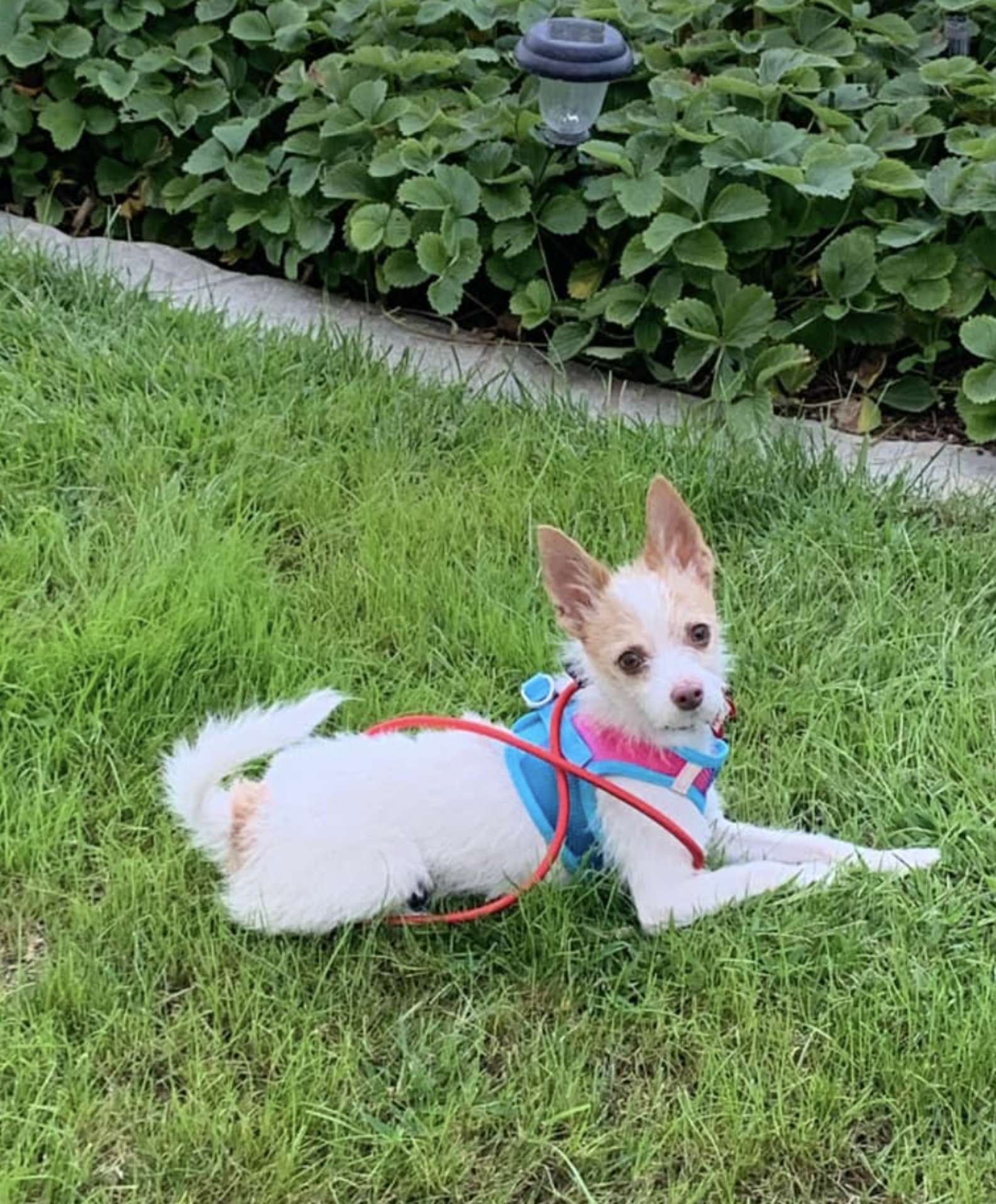 Tiny Stray Dog Begs A Stranger For Food And Gets A New Life Instead ...