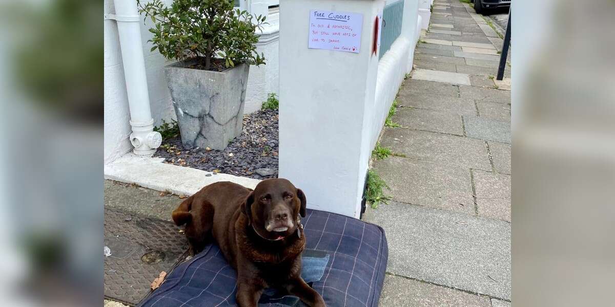 Woman Finds Senior Lab Sleeping Outside With A Sweet Note Taped Above ...
