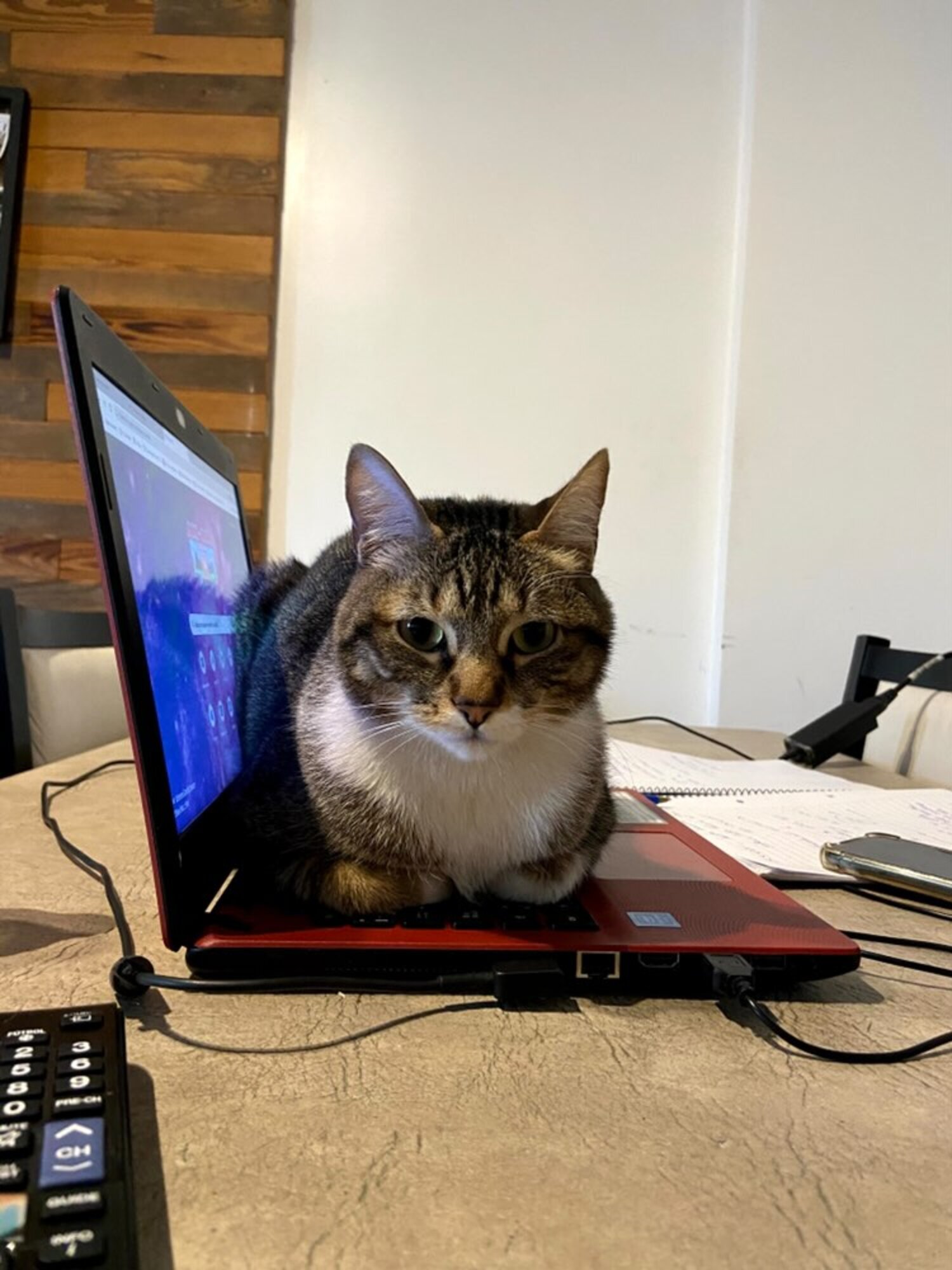 Cat Casually Breaks TV To Reclaim His Family’s Full Attention - The Dodo