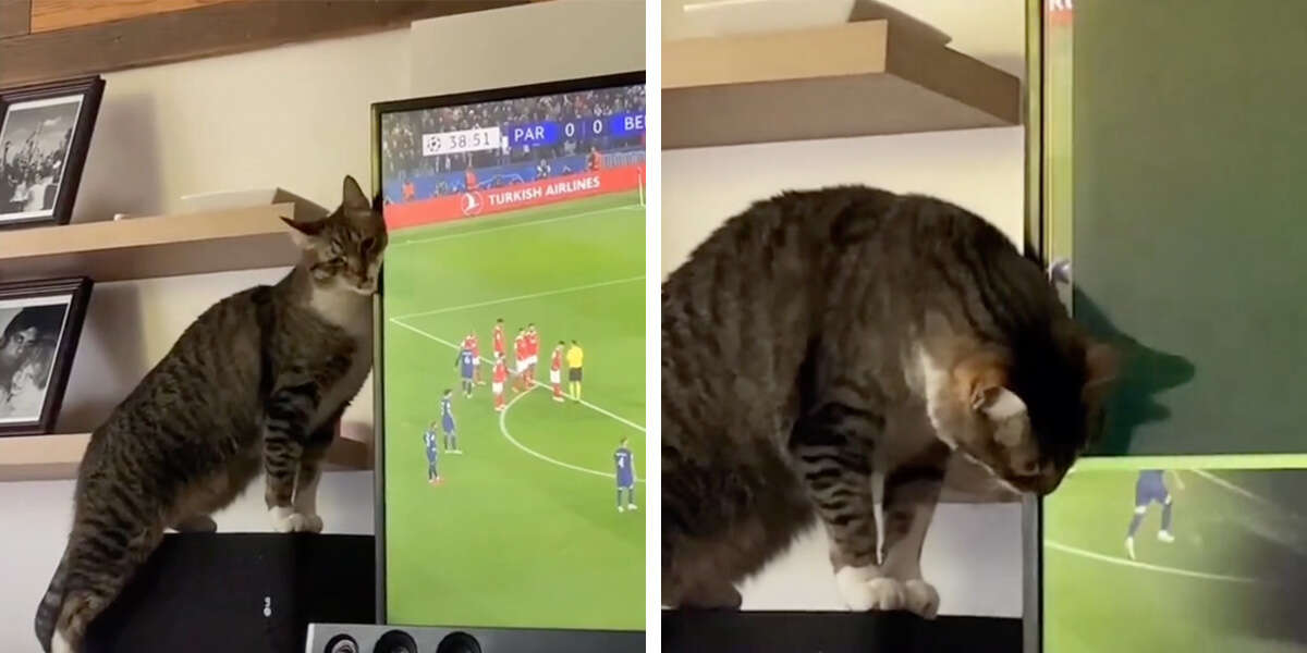 Cat Casually Breaks TV To Reclaim His Family’s Full Attention - The Dodo