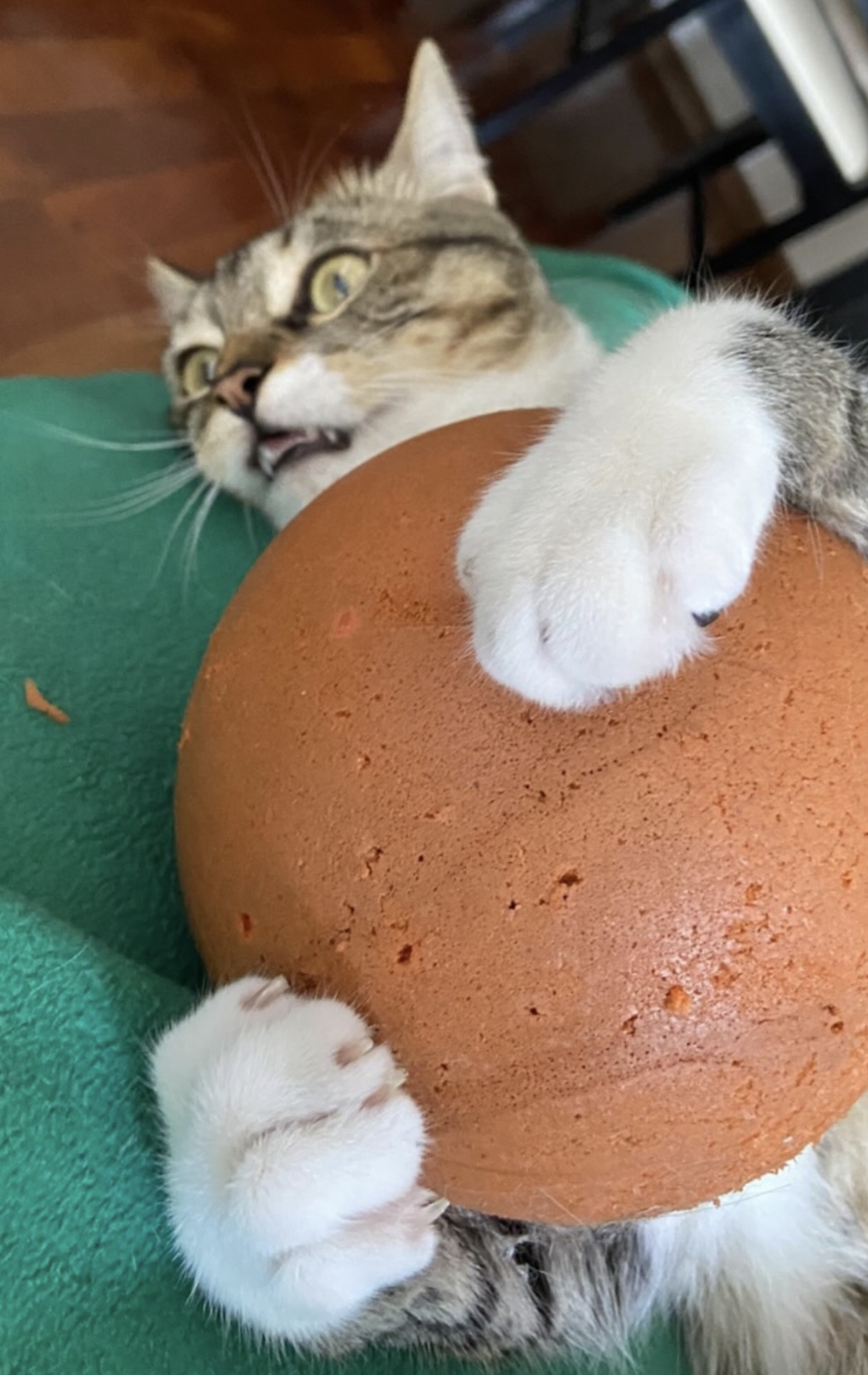 Cat Casually Breaks TV To Reclaim His Family’s Full Attention - The Dodo