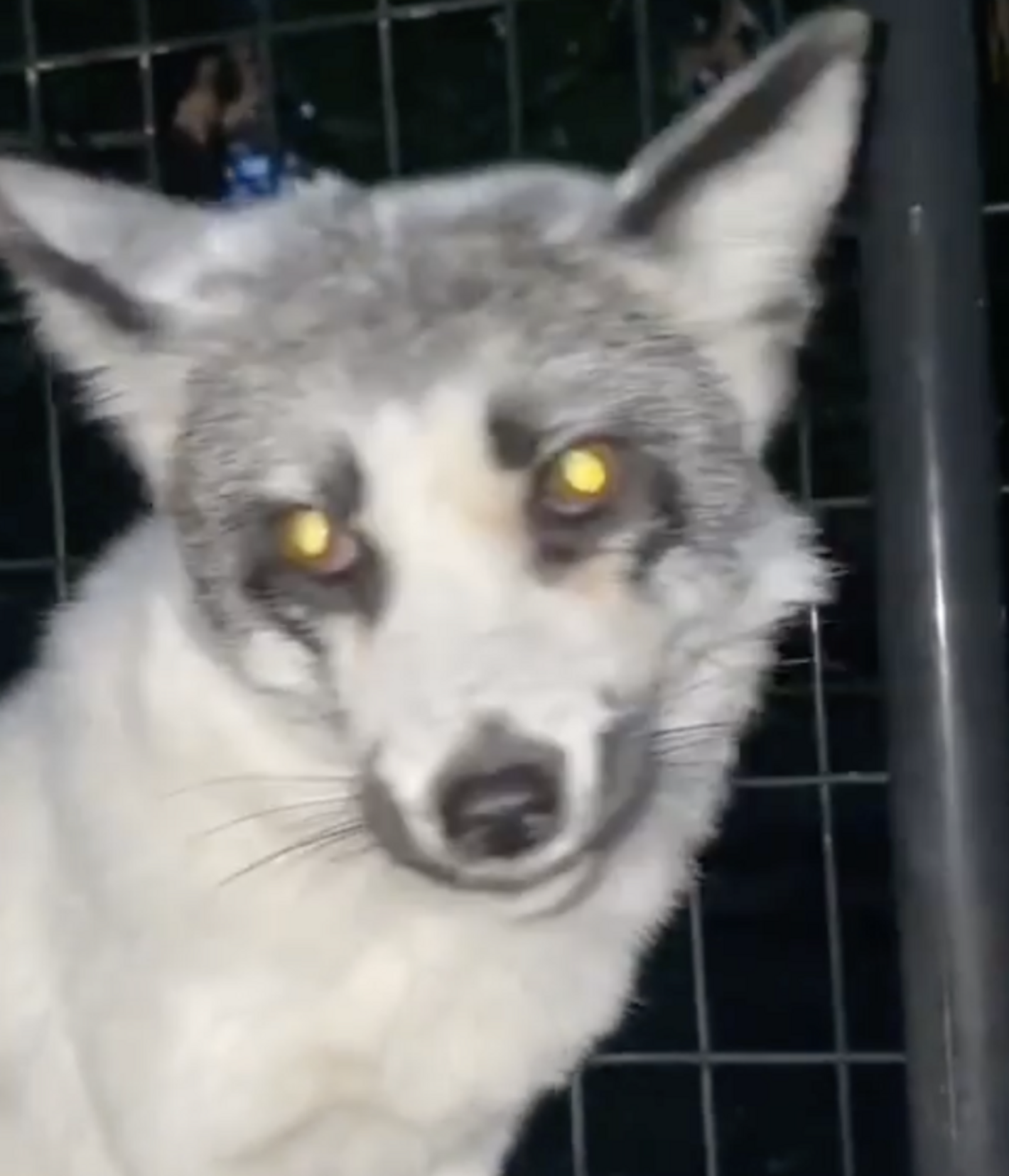 Woman Hears Scary 'Scream' In The Night — Then Realizes Who It Is - The ...