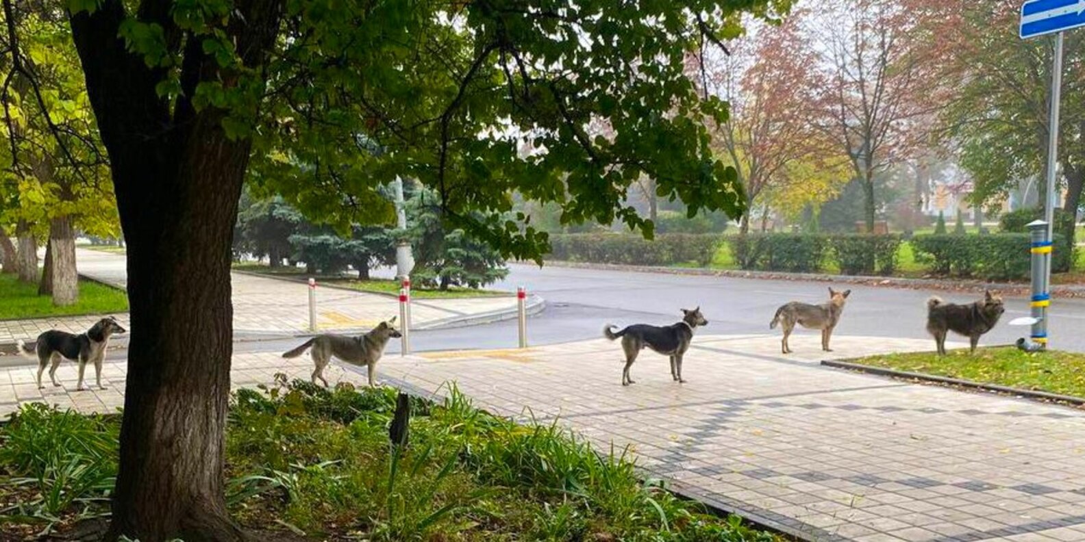 Man Sees Ukrainian Dogs Waiting Patiently In Line, Then Realizes Why ...