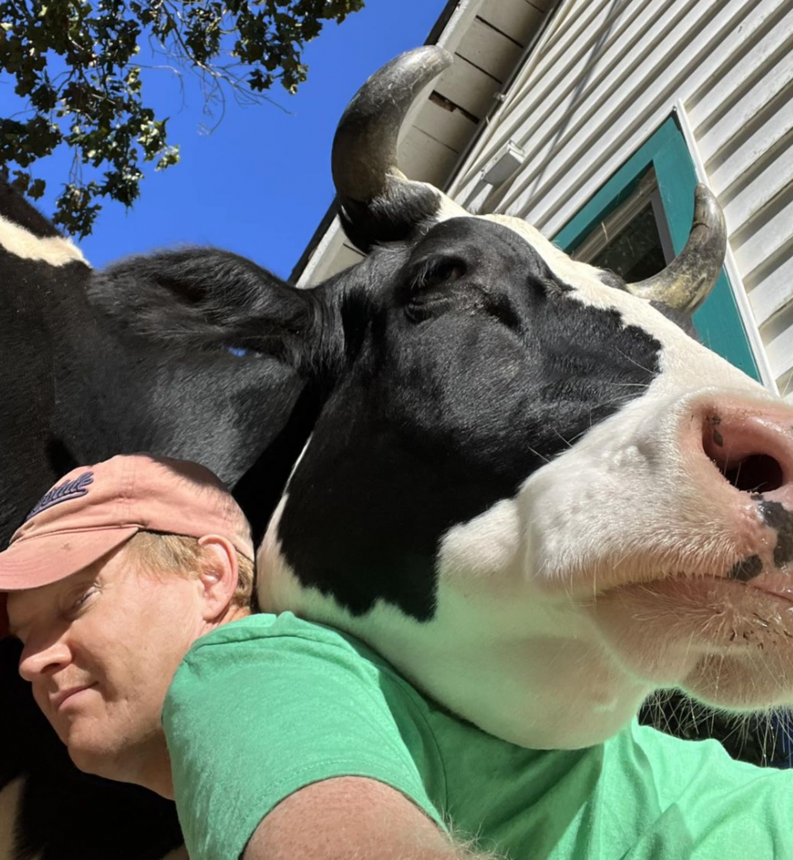 Giant Cow Tries To Break In House Every Day For The Sweetest Reason ...