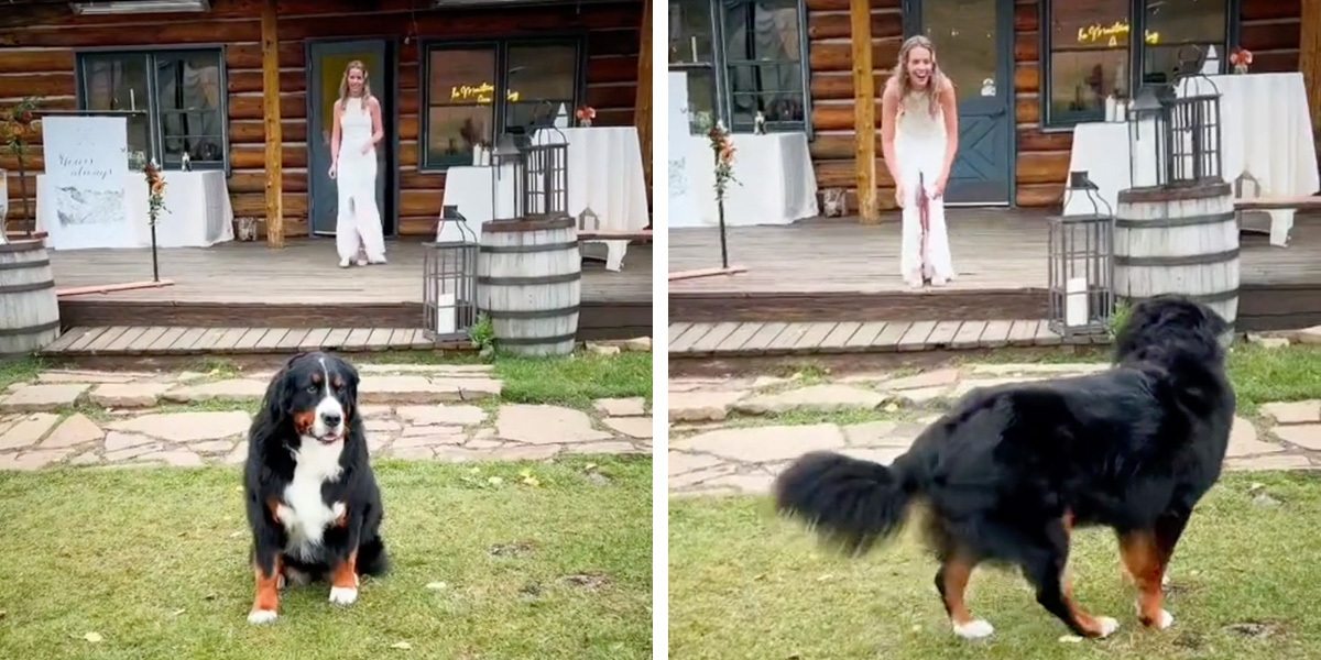 Dog Does A Double Take When She Sees Who’s Standing Behind Her - The Dodo
