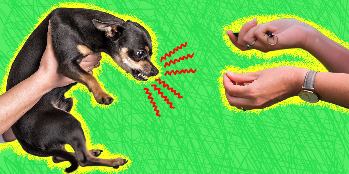Aggressive Dog Training: How It Works And Tips From An Expert ...
