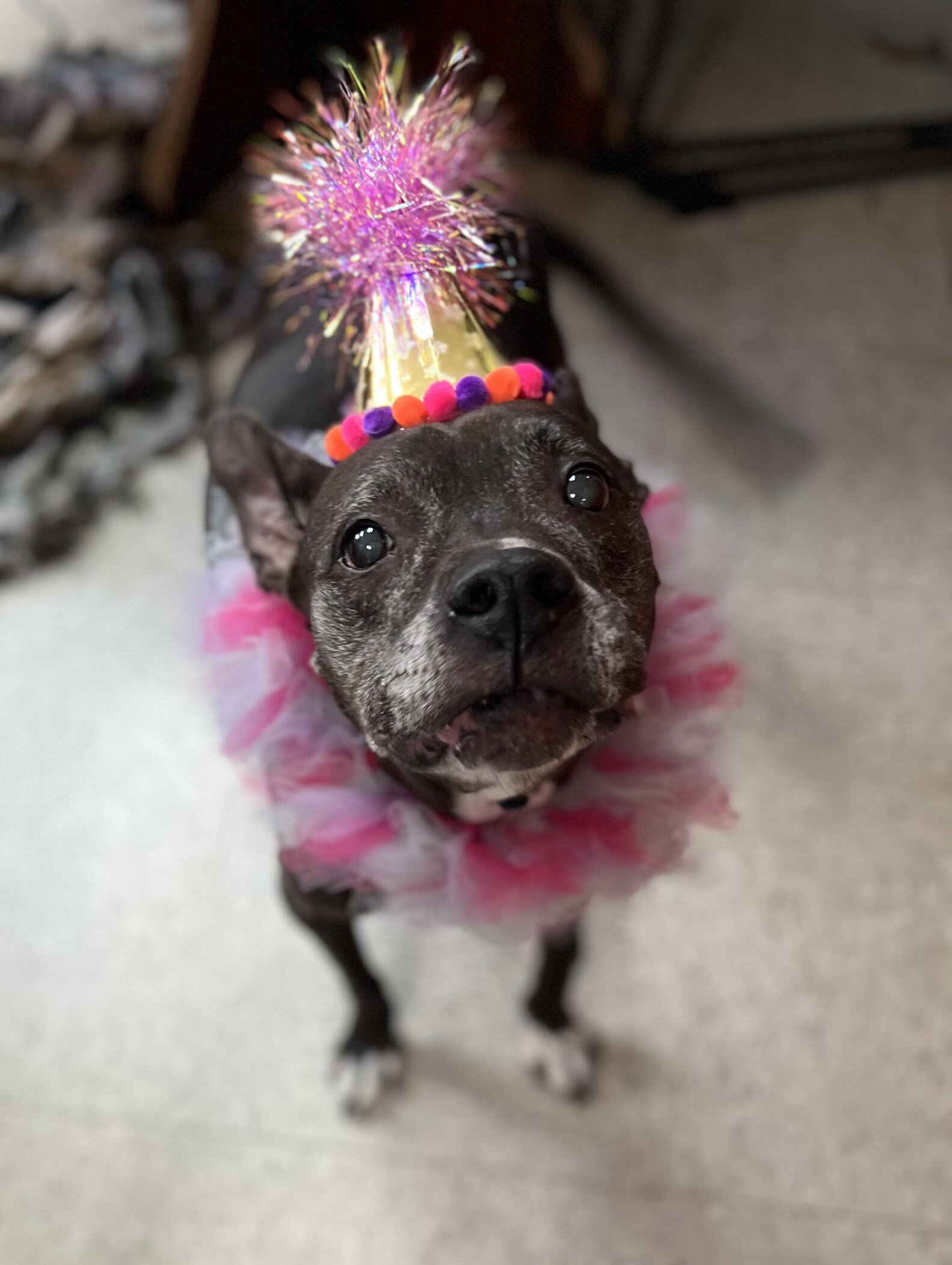 Shelter Throws The Sweetest Surprise Party For Unadoptable Senior Dog ...