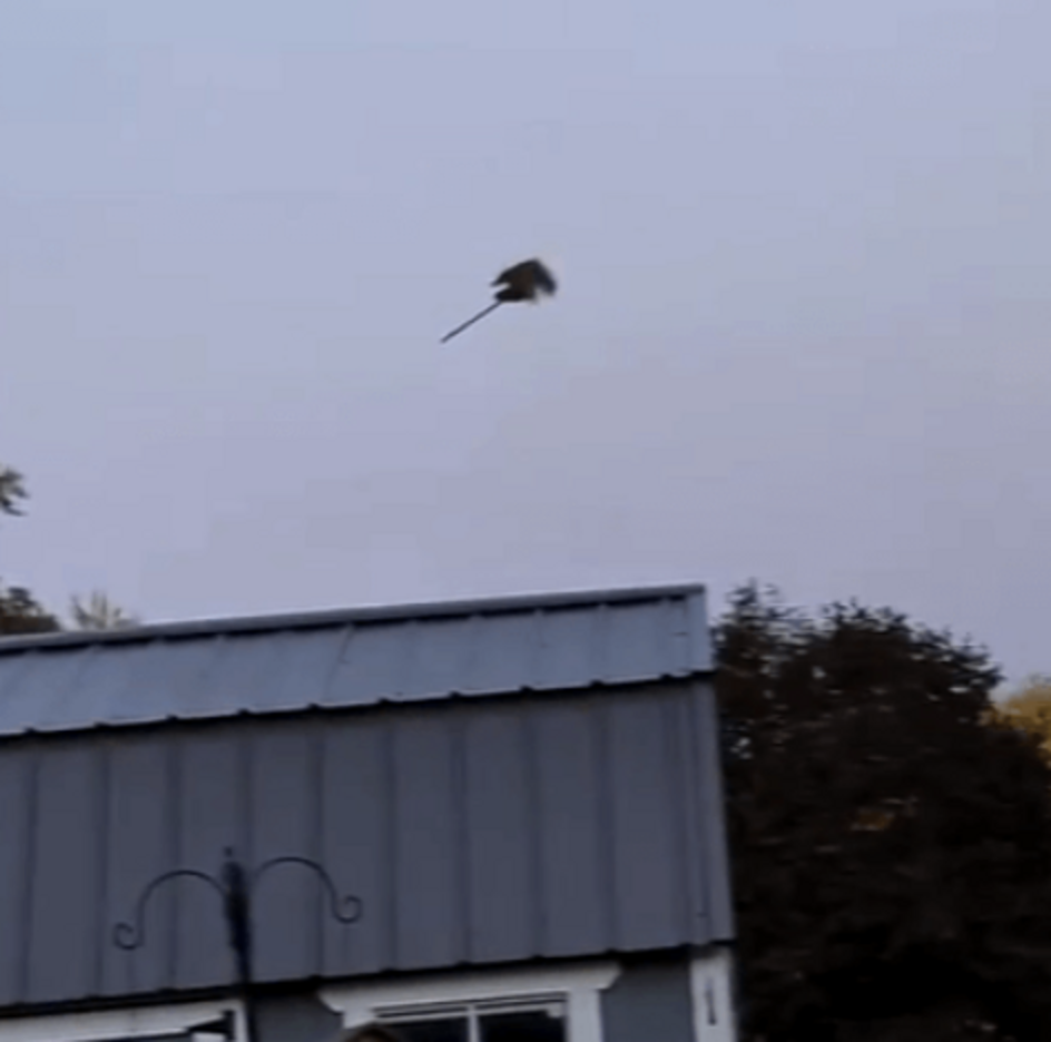 Man Sees A 'Witch' Flying On Her Broomstick — Then Realizes Who It ...