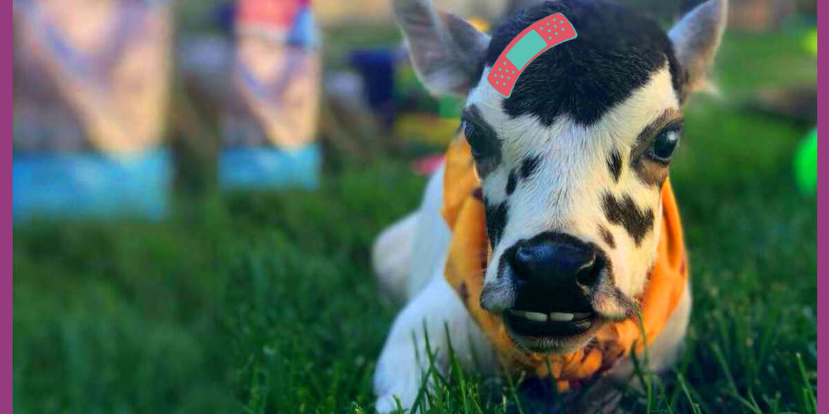 This Perfect Creature Is A Baby Zebu - Videos - The Dodo