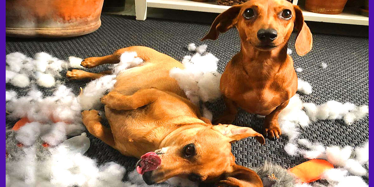Two Cuddliest Wiener Dogs Look Exactly Alike - Videos - The Dodo