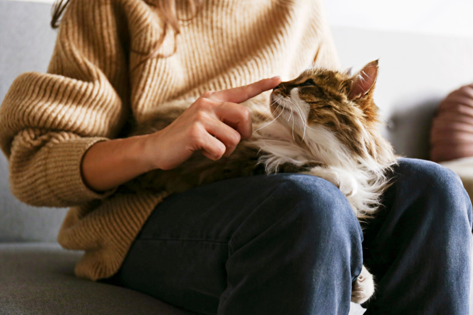 Cats Are More Responsive To Baby Talk, According To Study - DodoWell ...