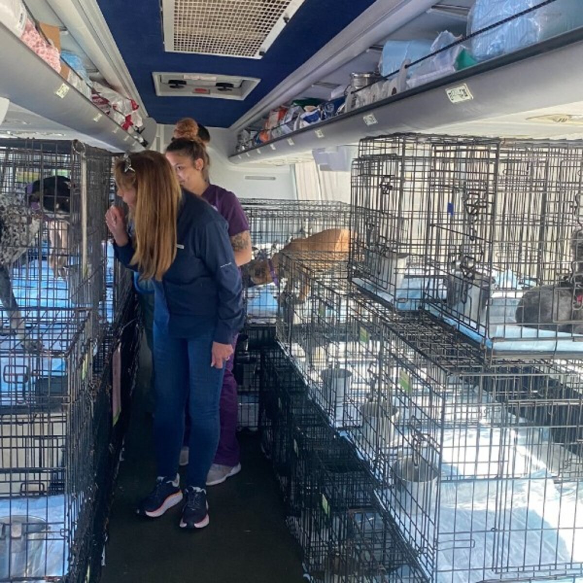Florida Rescue Fills Bus With Lost Animals Left Behind After Hurricane ...
