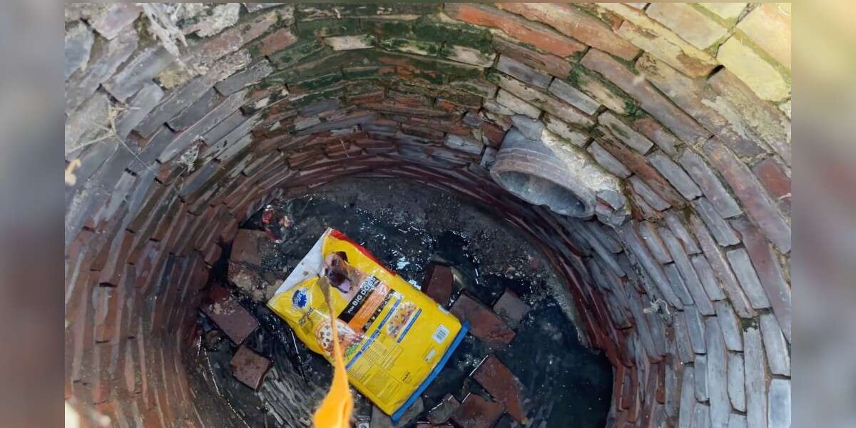 Tiny Animal Stuck In Sewer Gets Lifted To Safety In The Most Creative ...