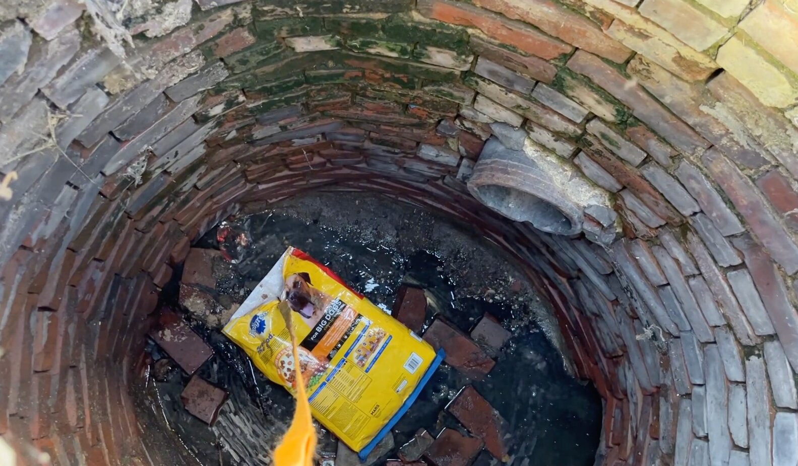 Tiny Animal Stuck In Sewer Gets Lifted To Safety In The Most Creative ...