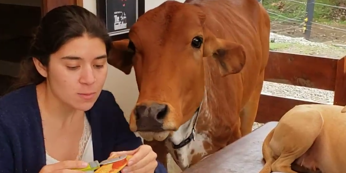 Sweetest Rescue Cow Is A Professional Food Thief - Videos - The Dodo
