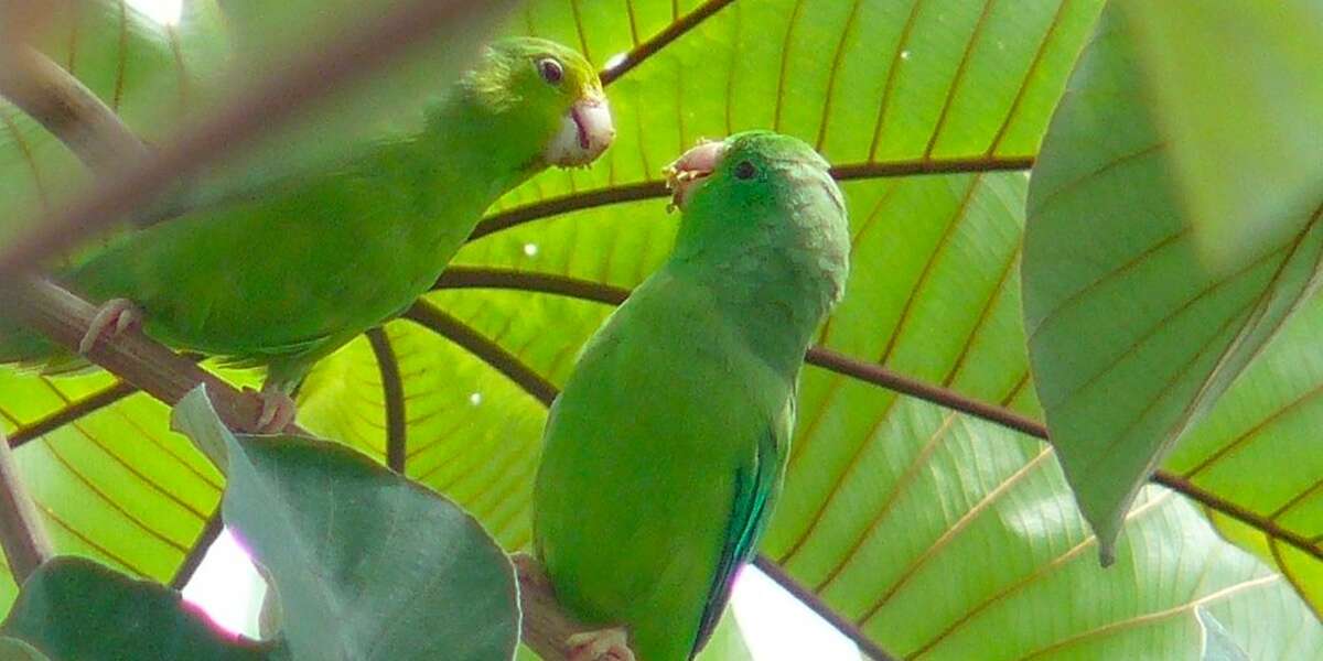 Researcher Decodes Parrot Songs And Discovers The Sweetest Thing - The Dodo