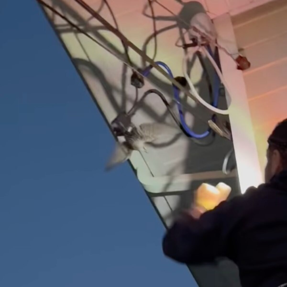 Rescuer Races Against Time To Save Bird Tangled In Live Electrical Wire ...