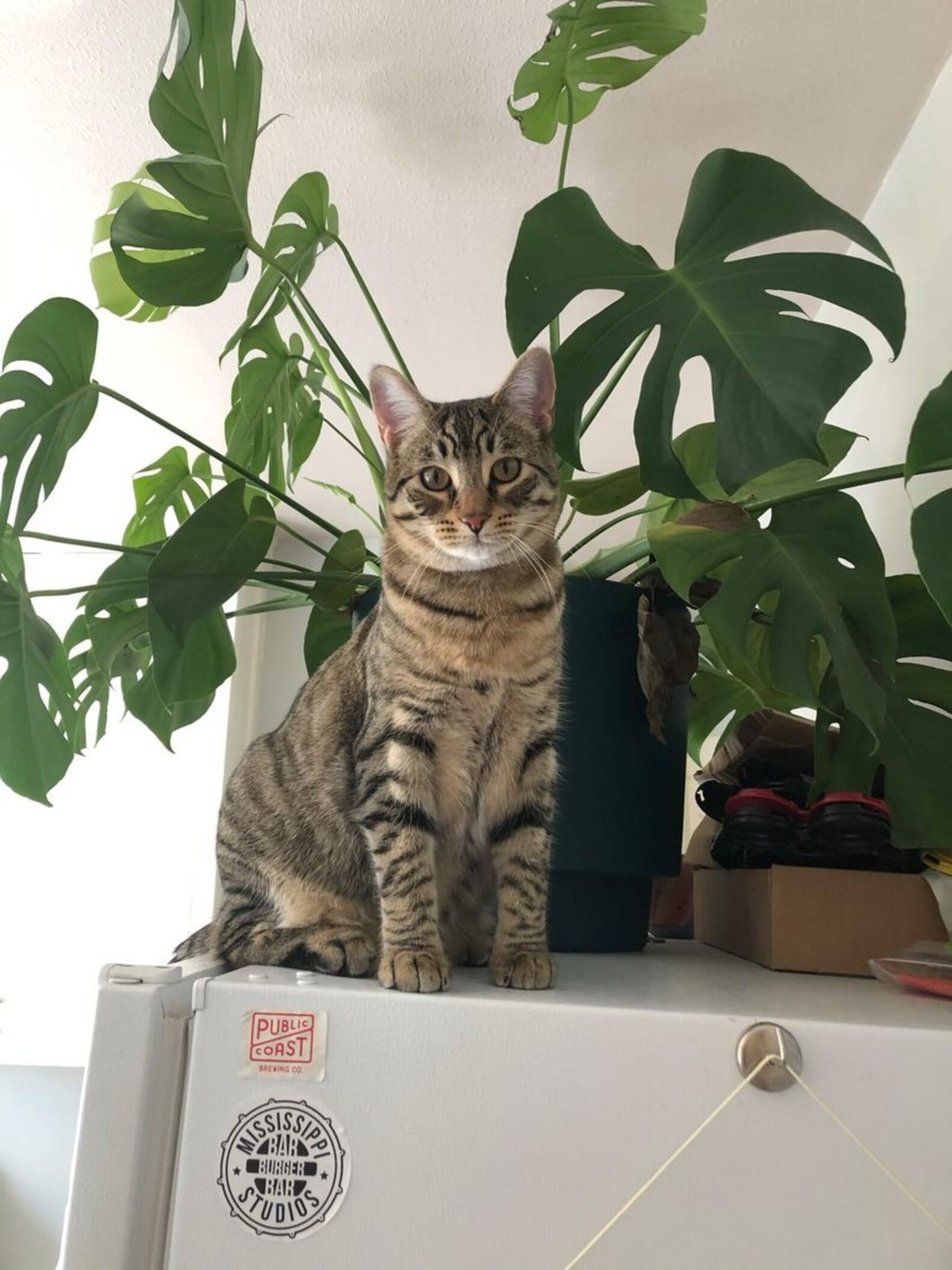 Nice Mailman Delivers Joy Each Morning To Cat Who's His Biggest Fan ...