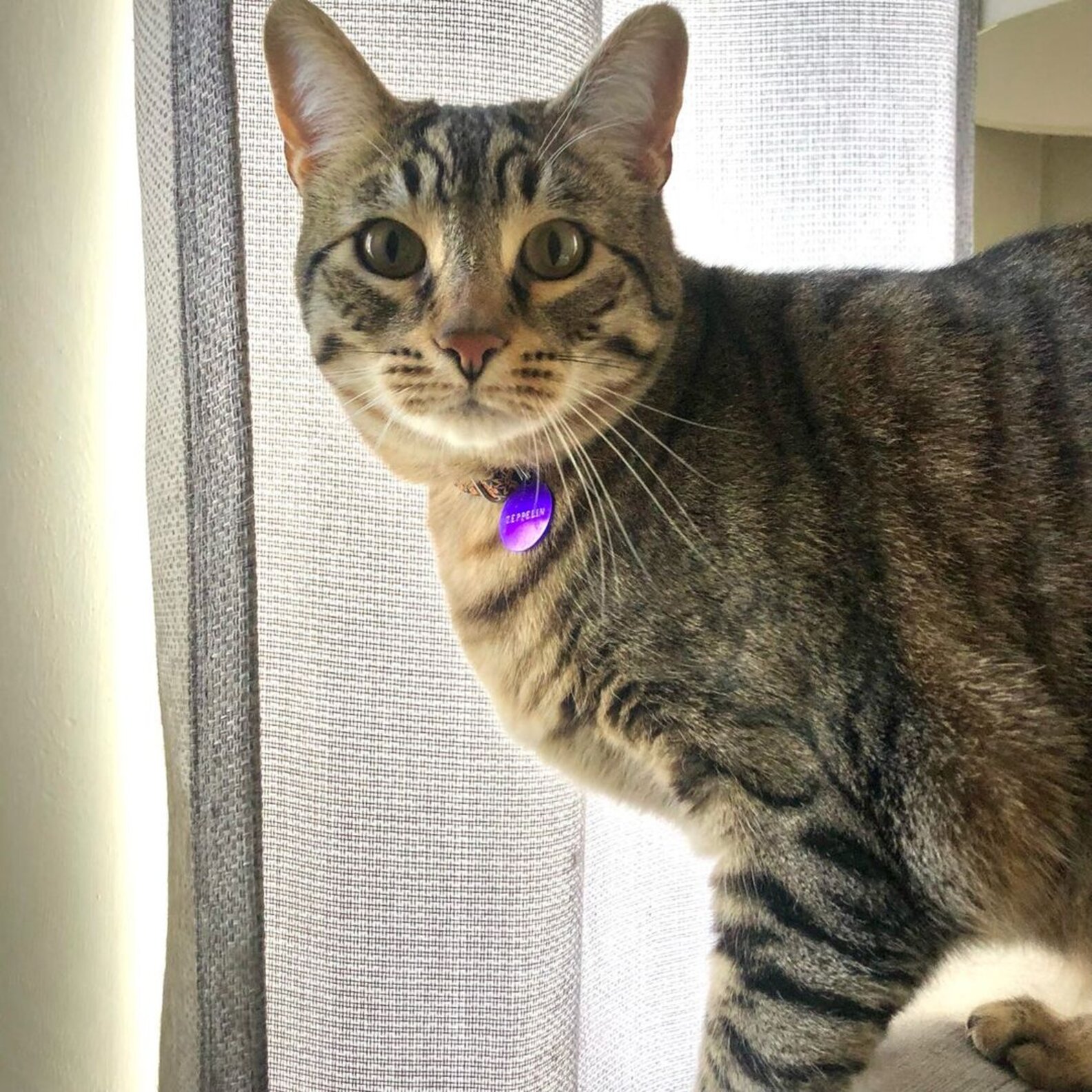 Nice Mailman Delivers Joy Each Morning To Cat Who's His Biggest Fan ...